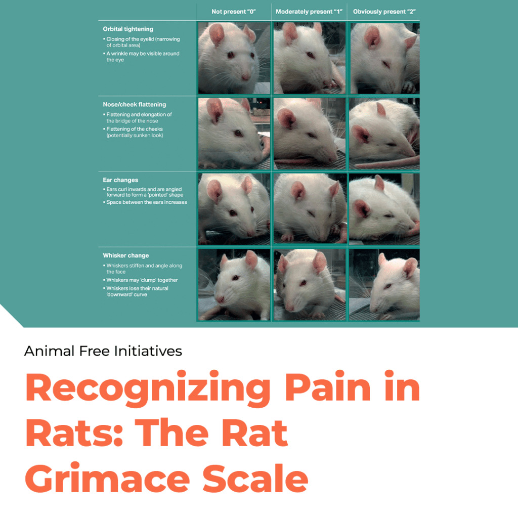 Recognizing Pain in Rats: The Rat Grimace Scale (The Rat Grimace Scale ...