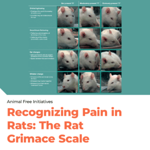 Understanding Pain through Expressions! (The Rabbit Grimace Scale ...