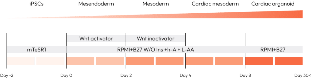 Cardiac Organoid - Lambda Biologics