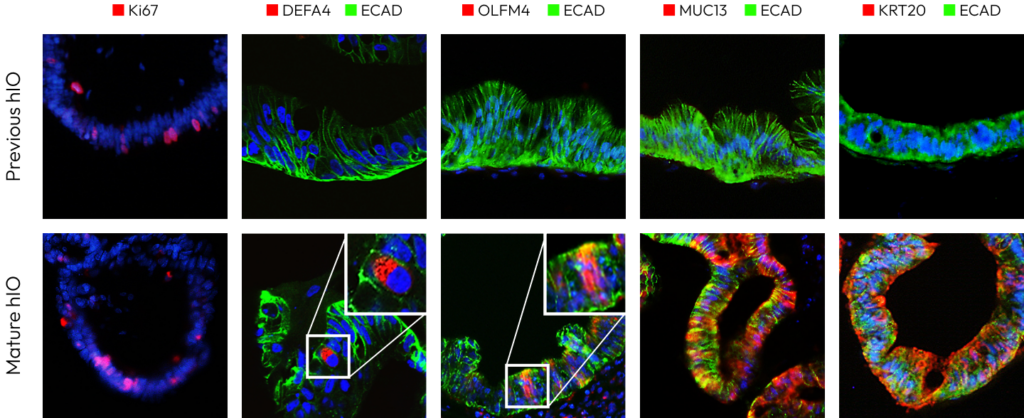 Intestine Organoid - Lambda Biologics