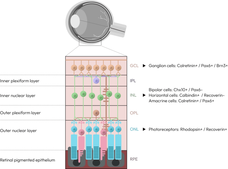 Retinal Organoids - Lambda Biologics