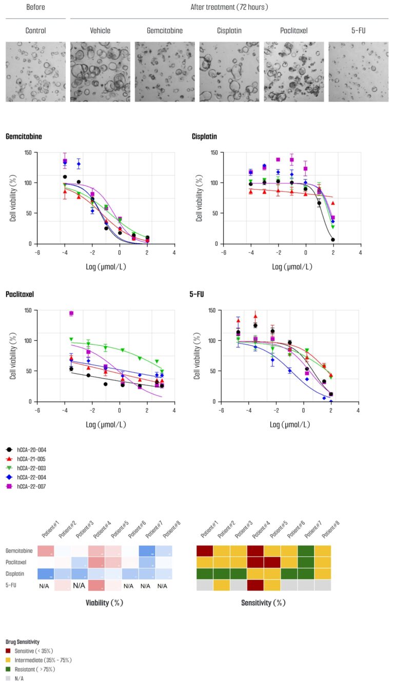 Cholangiocarcinoma Organoid - Lambda Biologics