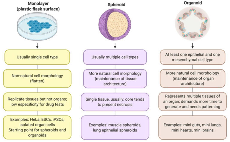 What are Organoids? | From Stem Cells to Mini-Organs - Lambda Biologics