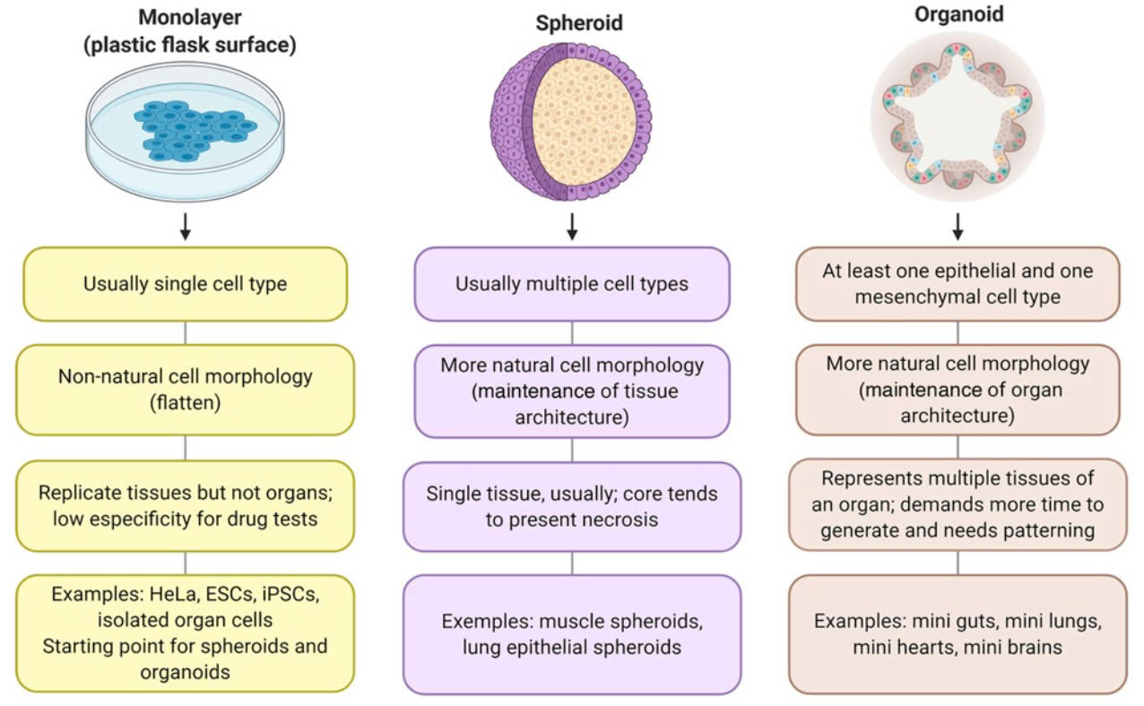 What are Organoids? | From Stem Cells to Mini-Organs - Lambda Biologics
