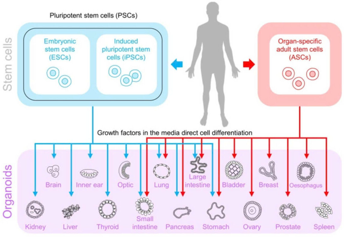 What are Organoids? | From Stem Cells to Mini-Organs - Lambda Biologics