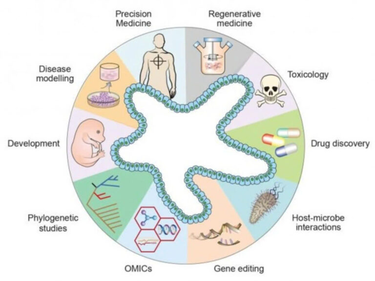 What are Organoids? | From Stem Cells to Mini-Organs - Lambda Biologics