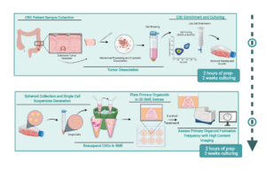 How to Grow Organoids in the Lab: Materials, Media, and Methods