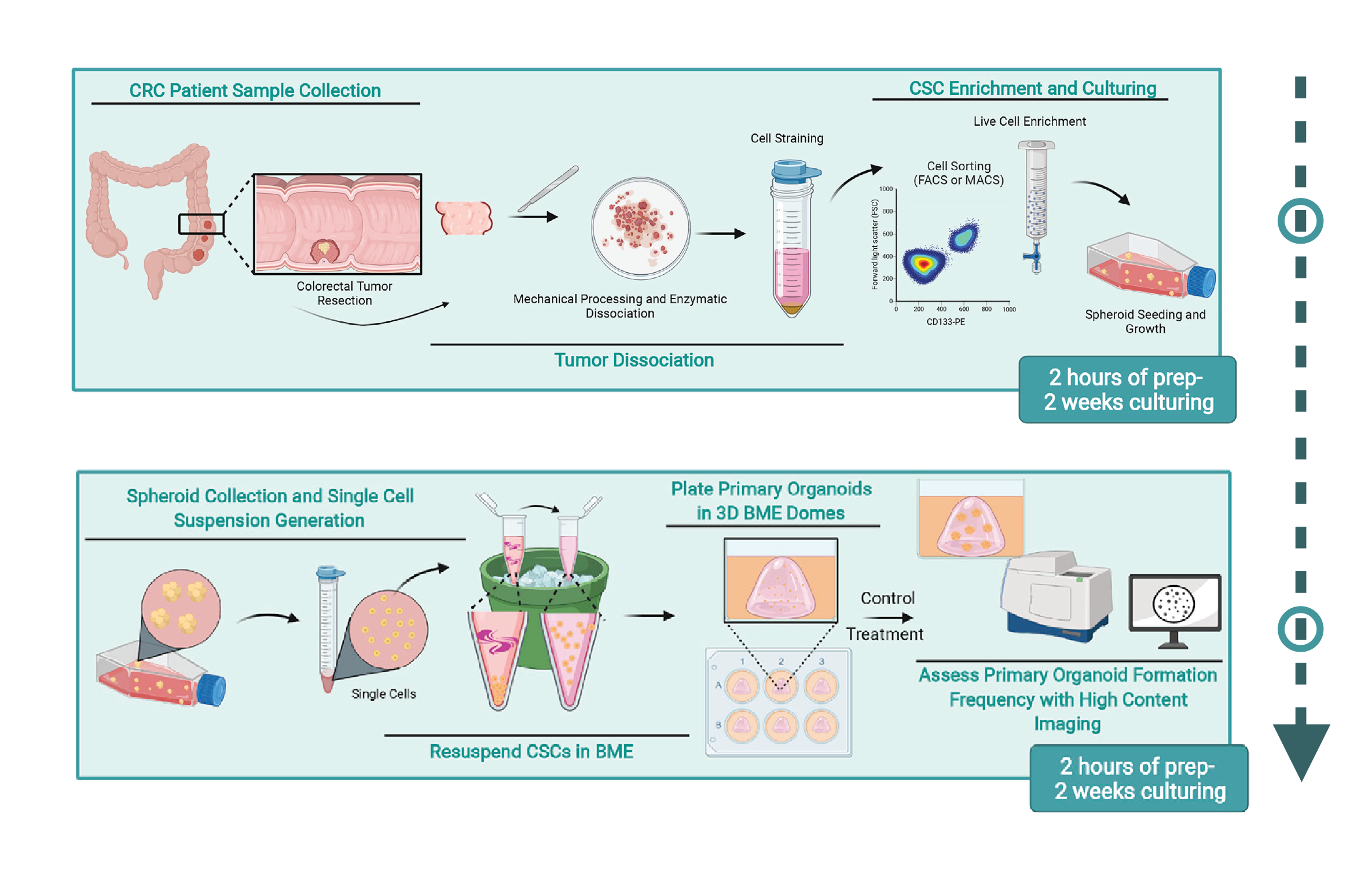 How to Grow Organoids in the Lab: Materials, Media, and Methods
