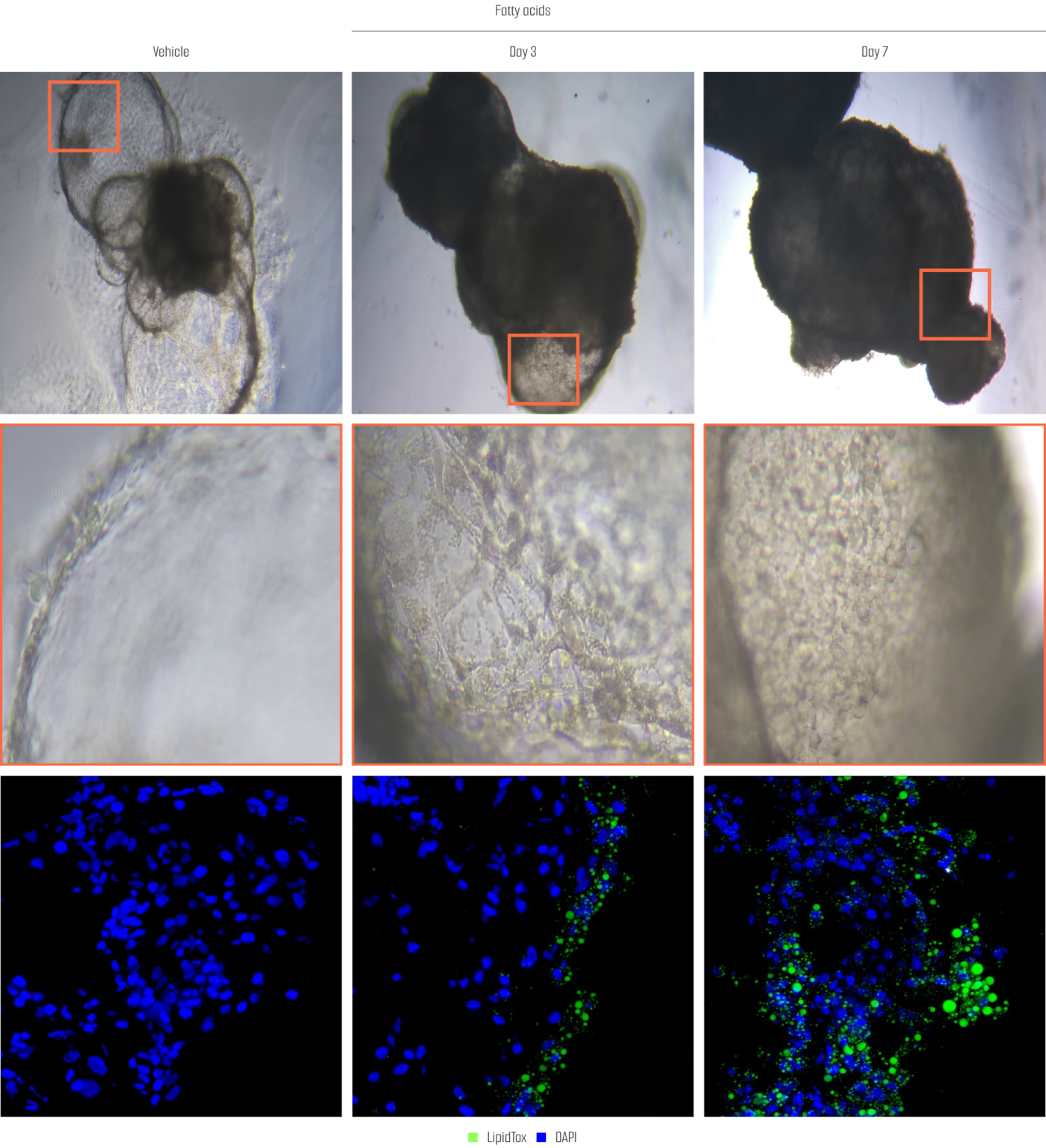 Liver Organoid - Lambda Biologics