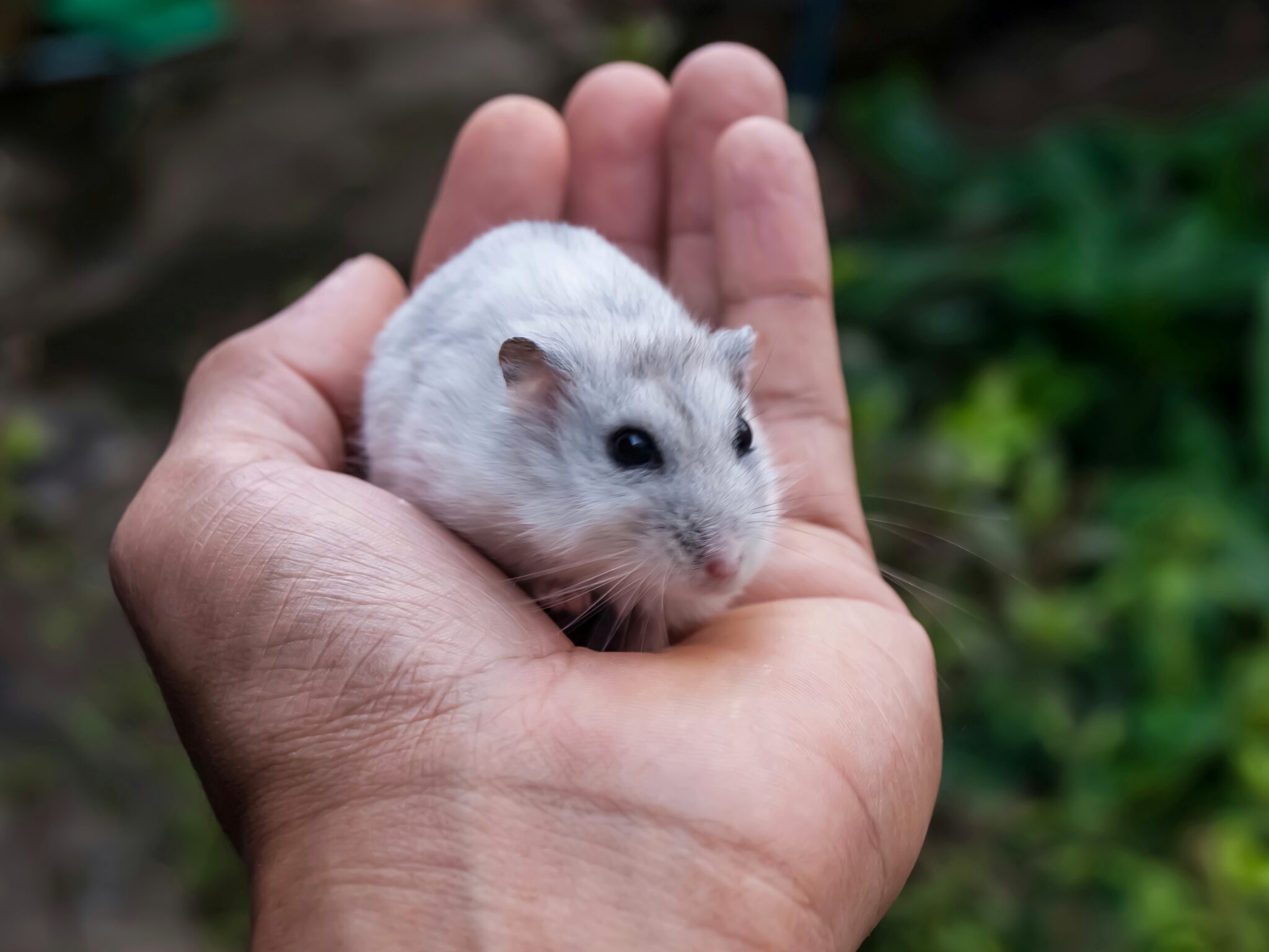 Introducing the 3Hs Initiative: Housing, Handling, and Habituation ...