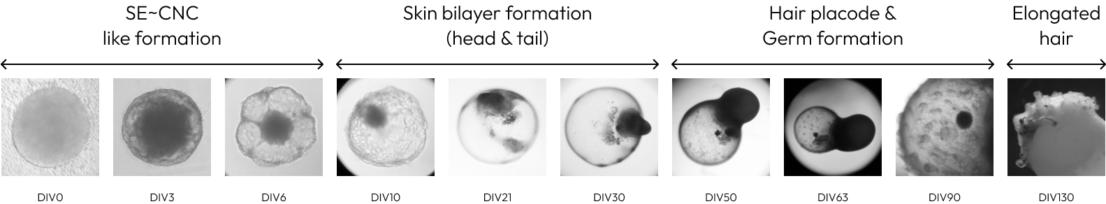 Skin Organoid Models for Hair Research - Lambda Biologics